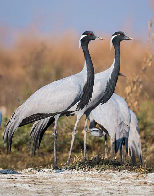 Birds of India | Bird World: April 2016