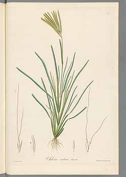 PLANT FAMILIES OF PUERTO RICO AND FLORIDA PAPO VIVES: POACEAE CHLORIDAE ...