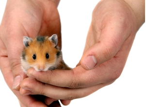 TopicBitch: 5 of the most pointless pets to own..