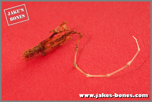 My pipistrelle bat skeleton and my first licence : Jake's Bones