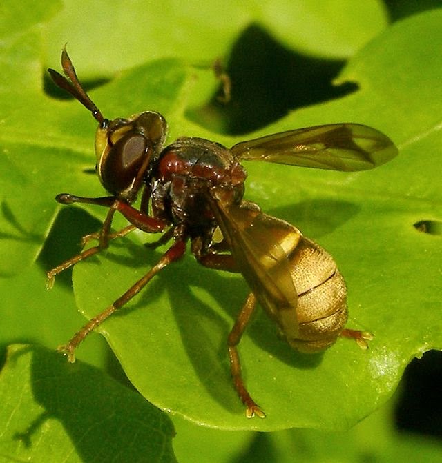 French wildlife and beekeeping: Conops vesicularis and the Asian Hornet ...