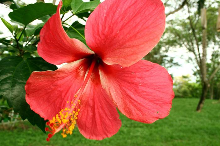 Tesoro del Saber: Beneficios para la salud de la Cayena (Hibiscus rosa ...