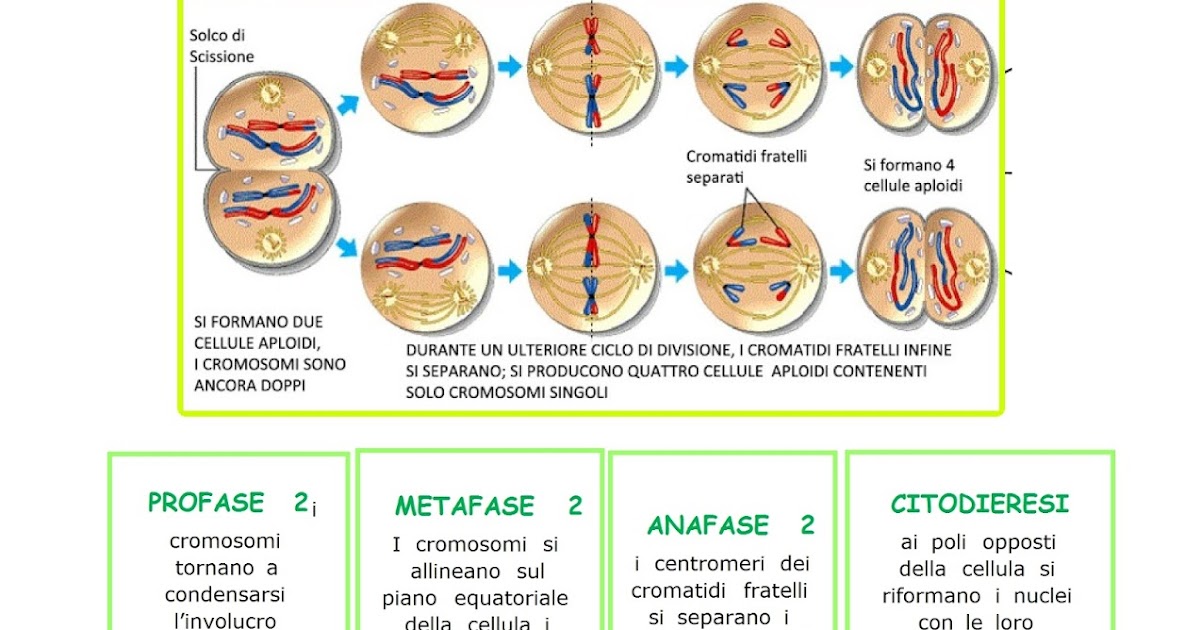 Paradiso delle mappe: Meiosi