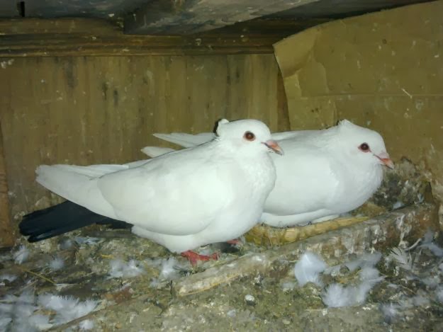 Putra Nglegok Farm: MERPATI KUPU KUPU