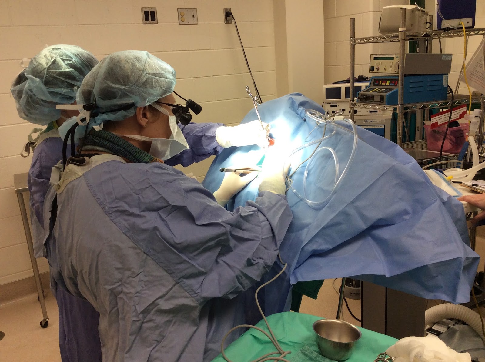 Small Animal Talk: Lessons learned in soft tissue surgery: tips from ...