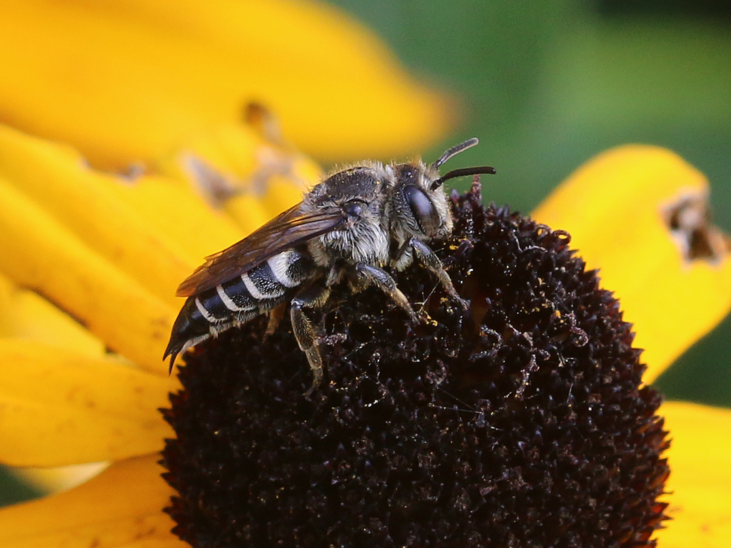 Shiny-vented Sharp-tail Bee