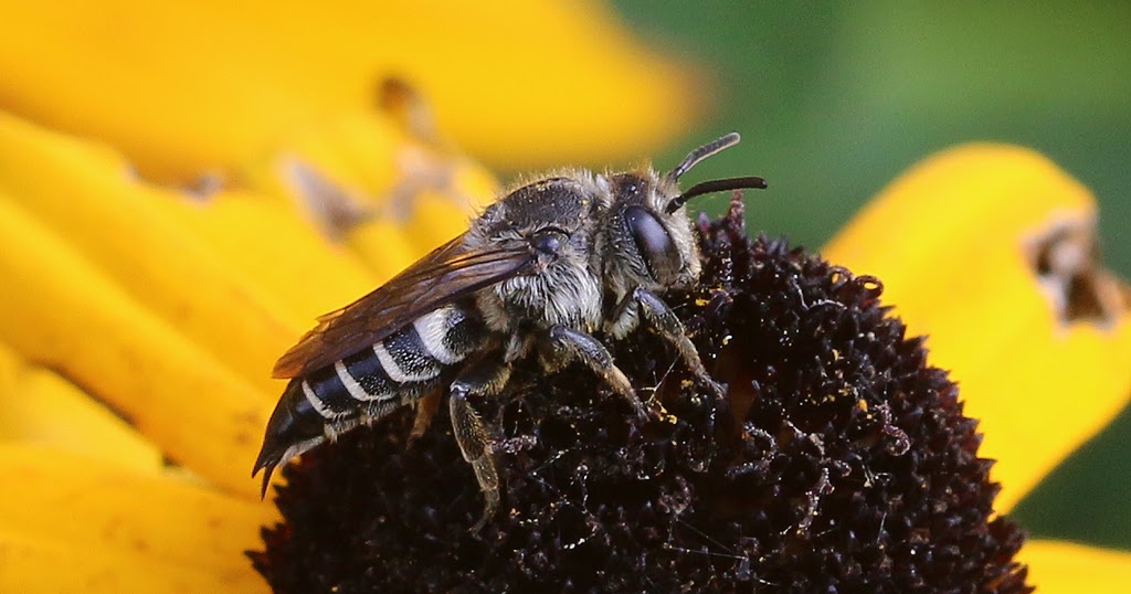 Shiny-vented Sharp-tail Bee