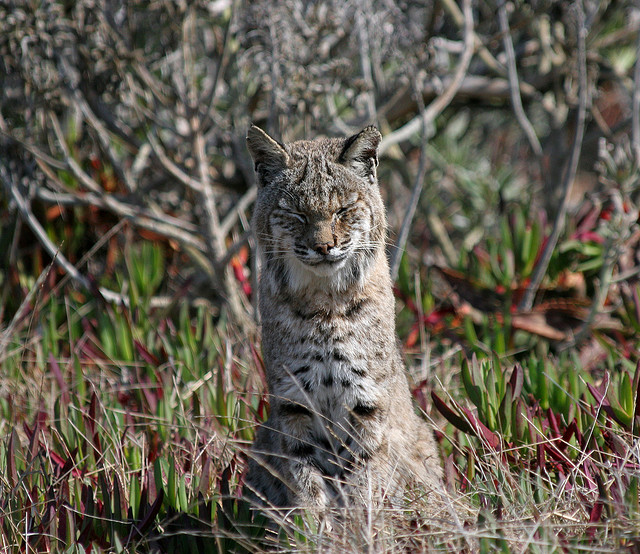 The Bobcat – Resilient Predator of North America | The Ark In Space