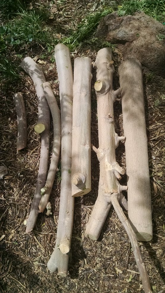 Desert Valley Orchard: Moringa