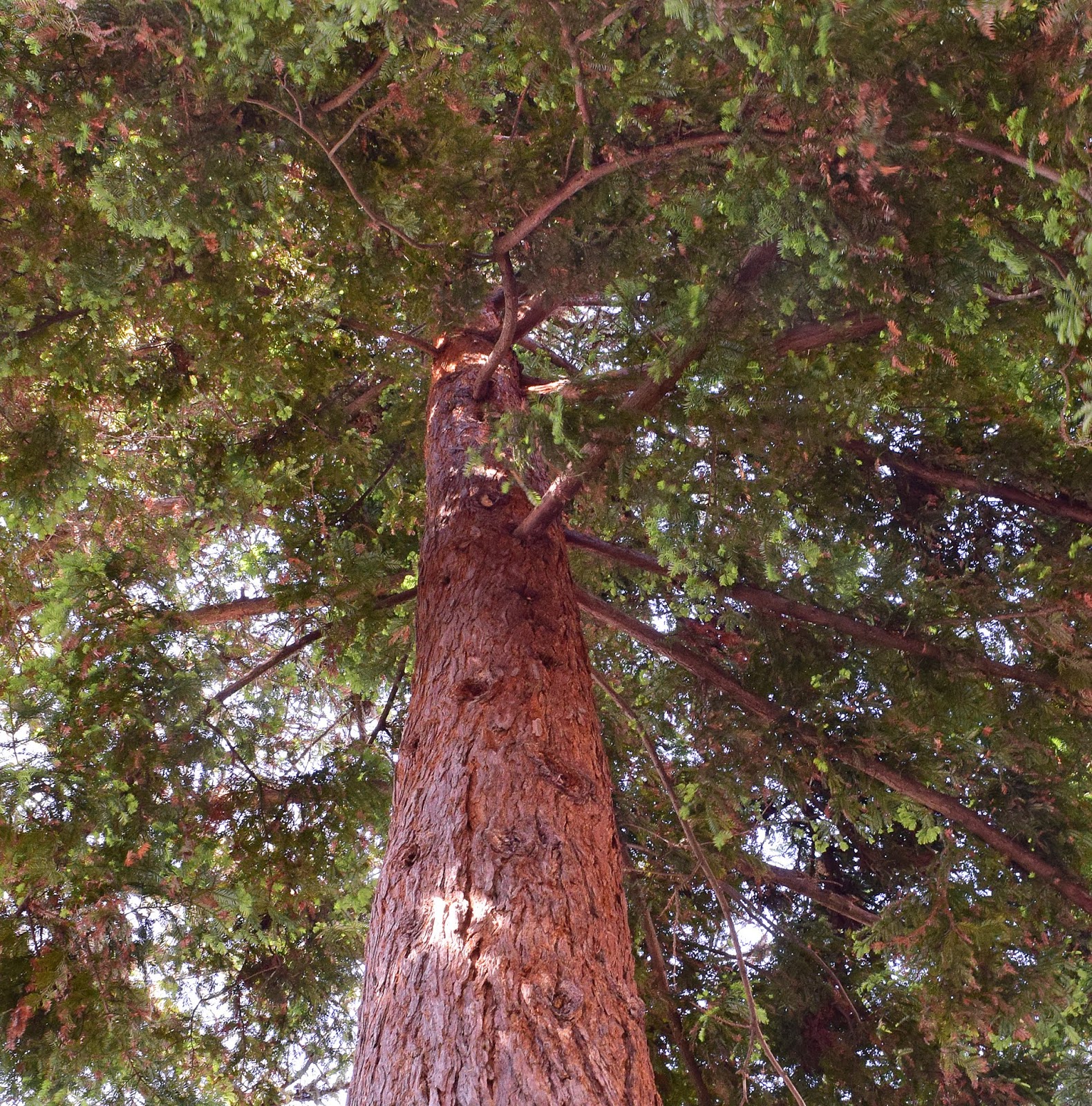 Friends of the Carmel Forest Tree Tour with Dr. Matt Ritter - June 2018