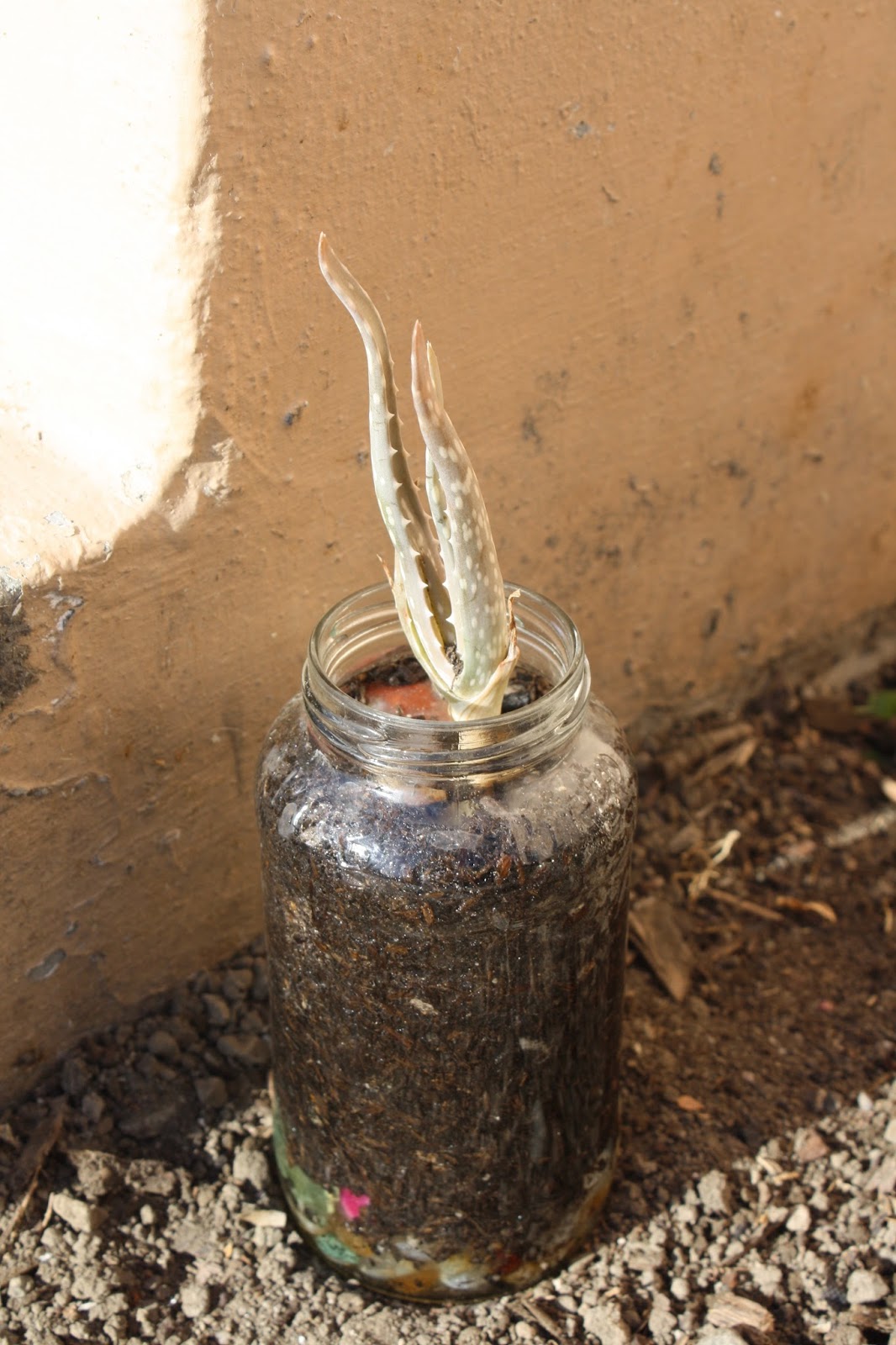 In the Garden: Aloe vera re-potting and Repurposed seedling containers