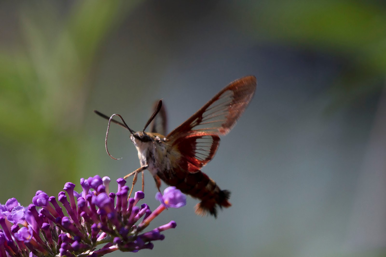 Ann Brokelman Photography: Clear-winged Hummingbird Moth in Hamilton