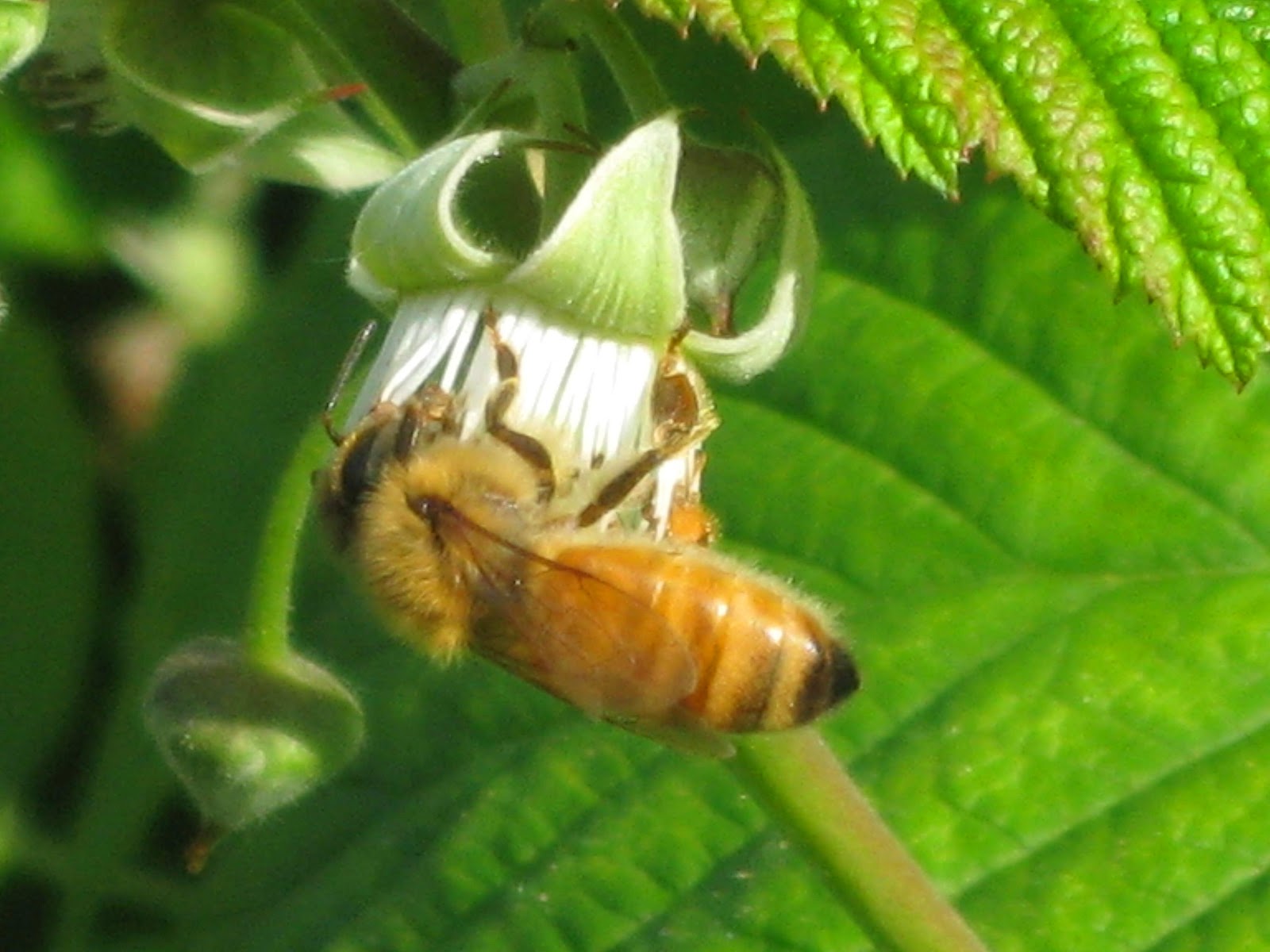 Strathcona Beekeepers' Library: Vancouver Bee Plants