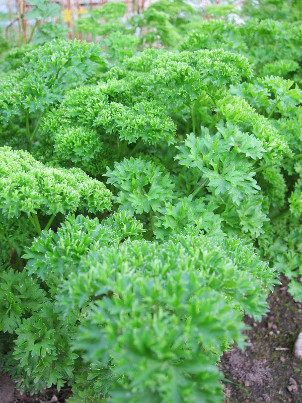 Min Goda Sida: Frysa in persilja