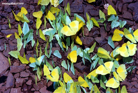 PENGAJARAN DARIPADA ALAM: RAMA RAMA