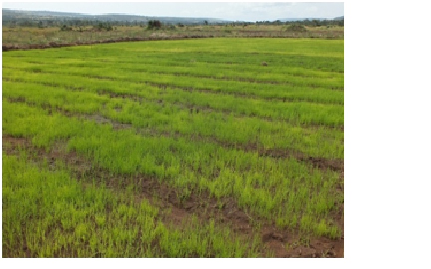 PHOTOGRAPHS DONORS VISIT AT KYOTA SCHEME MULEBA DISTRICT