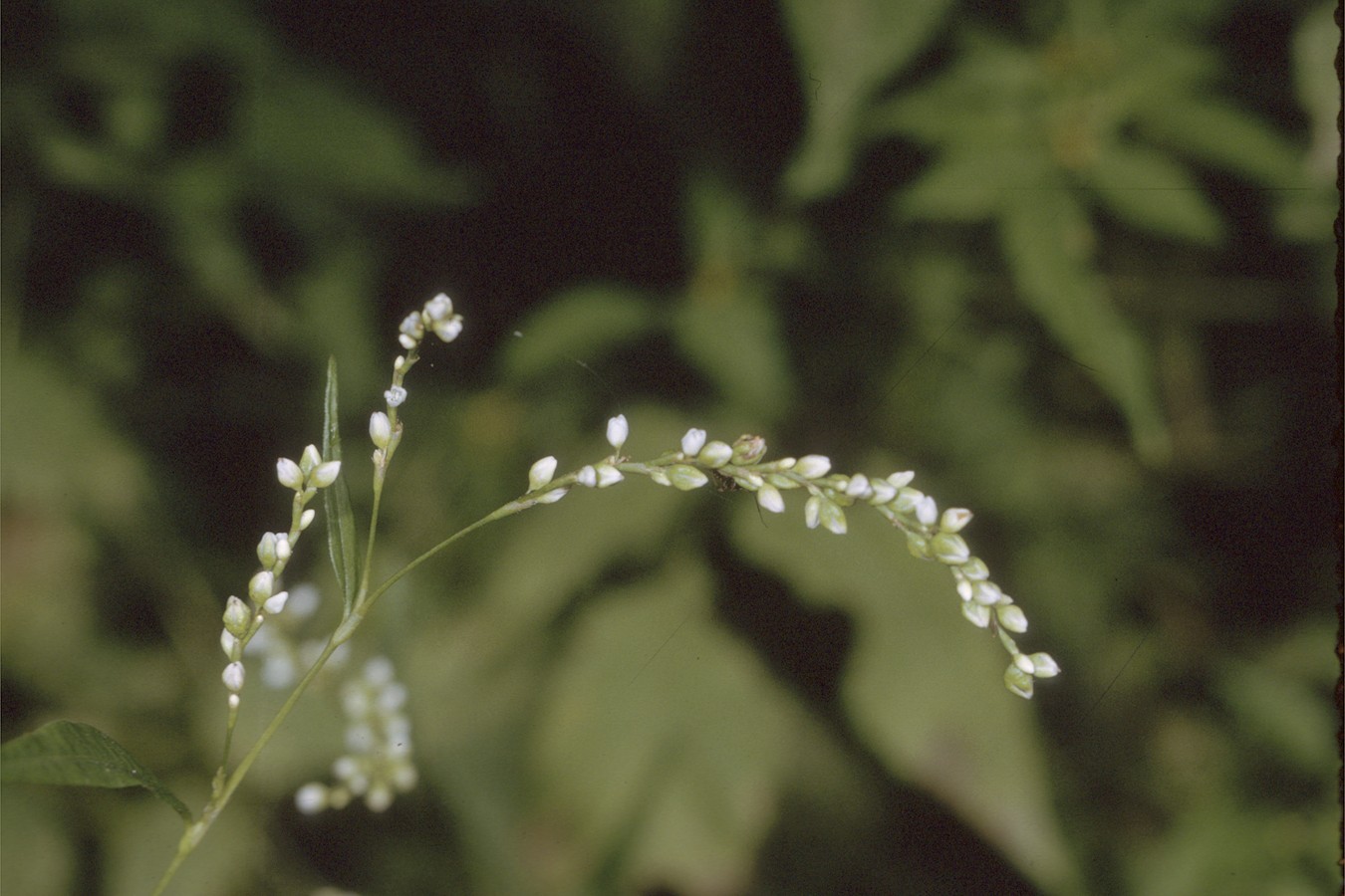 Earth and Space News: Swamp Smartweed (Persicaria hydropiperoides) Has ...