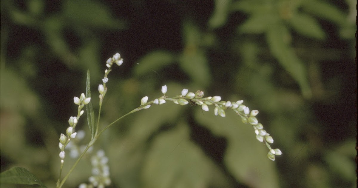 Earth and Space News: Swamp Smartweed (Persicaria hydropiperoides) Has ...