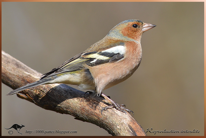 WILDLIFE GATEWAY: Pinson des arbres - Fringilla coelebs