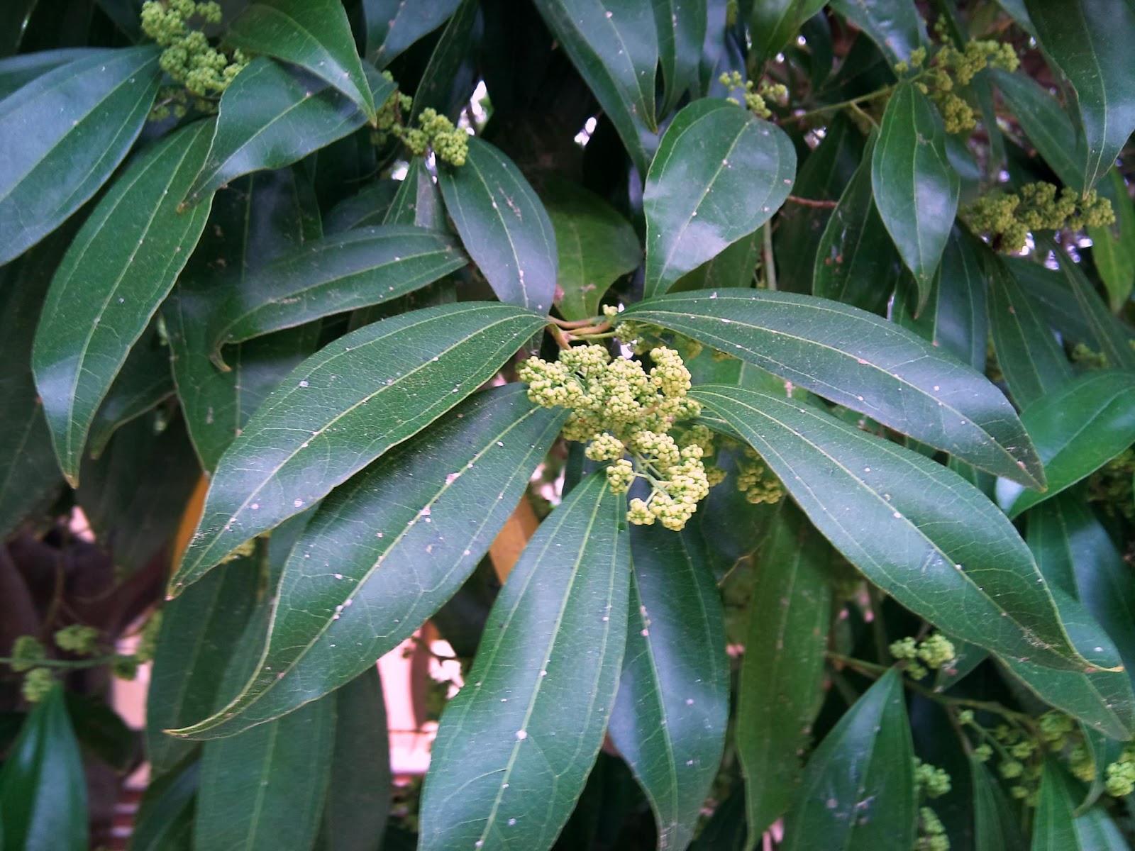 Árboles con alma: Cóculo. Cocul. (Cocculus laurifolius)