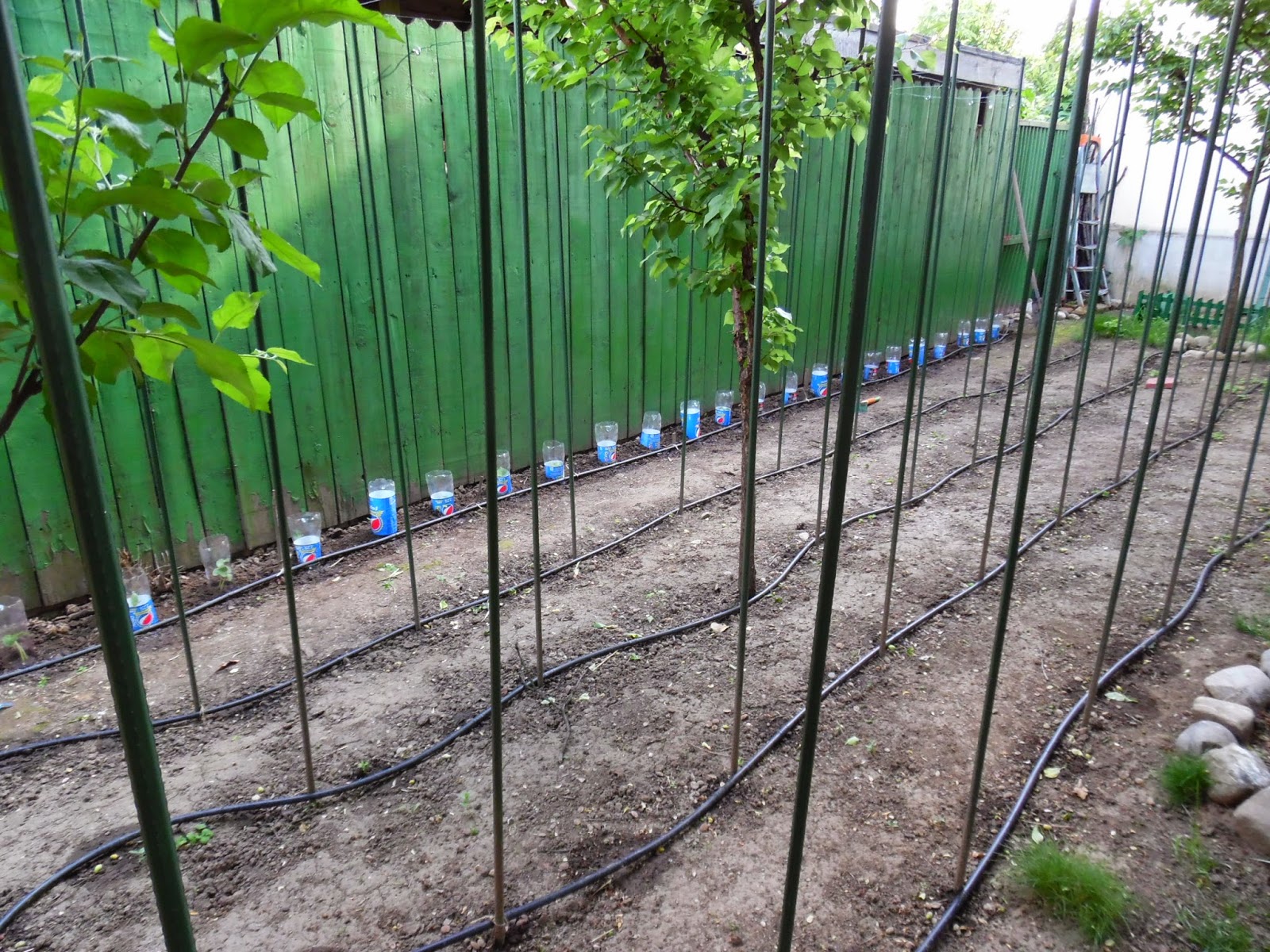 Gradinile Semiramidei: Incepe "transbordarea" rasadurilor in gradina