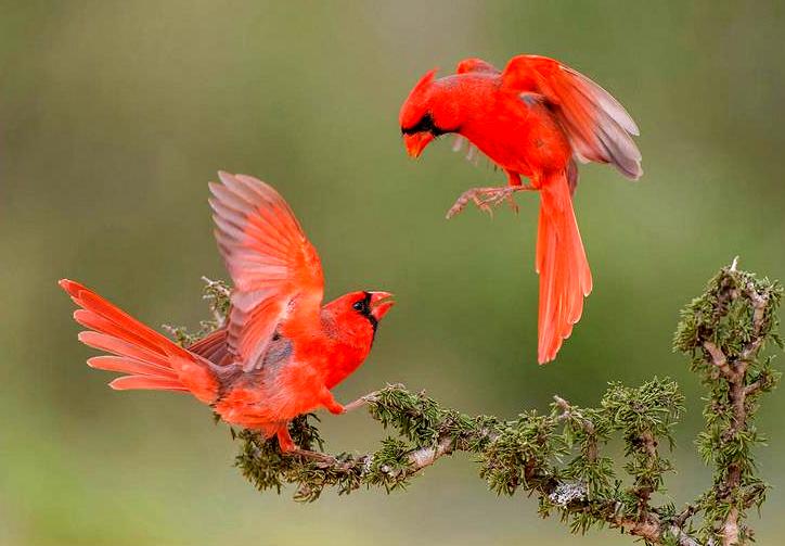 The Flying Tortoise: Beautiful Bird Images From The 2015 Audubon ...