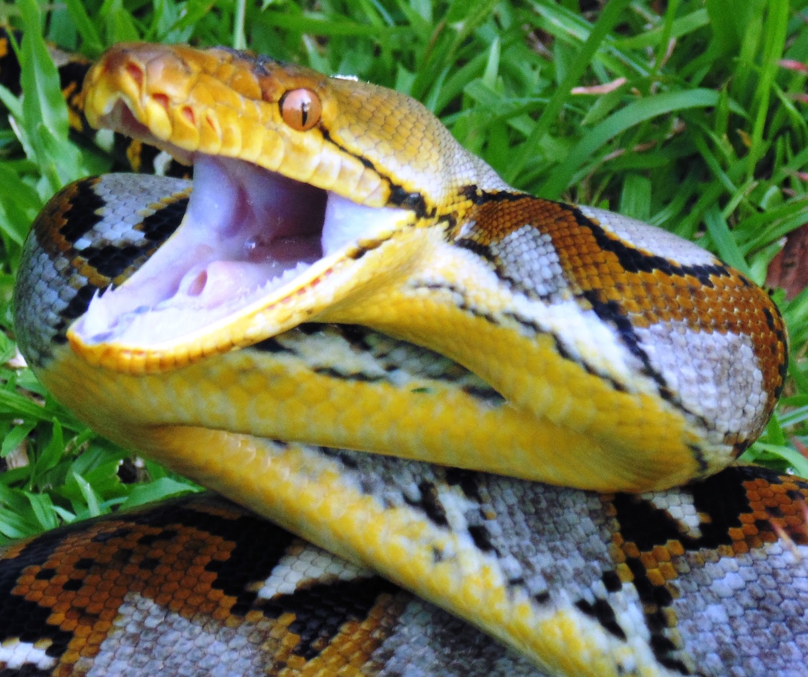 Bali Reptile Rescue: Bali Reptile Rescue