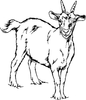 Black And White Goat Drawing Sketch Coloring Page