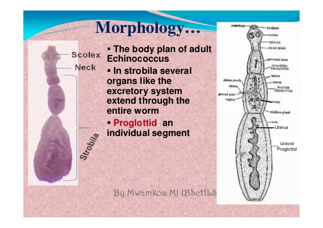 Lecture Notes in Medical Technology: Lecture #5: THE CESTODES OR TAPEWORMS
