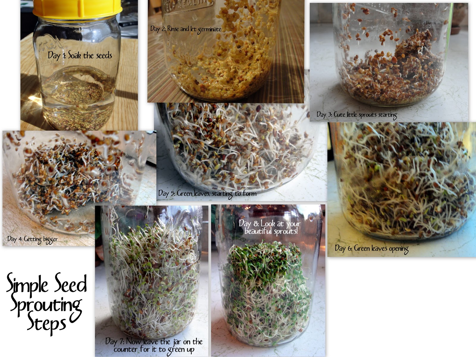 Healthy Family Cookin': Monday Meet Whole Foods: Sprouts!