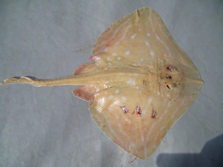 Sala de Leitura da E.M. Irã: ARRAIA 1