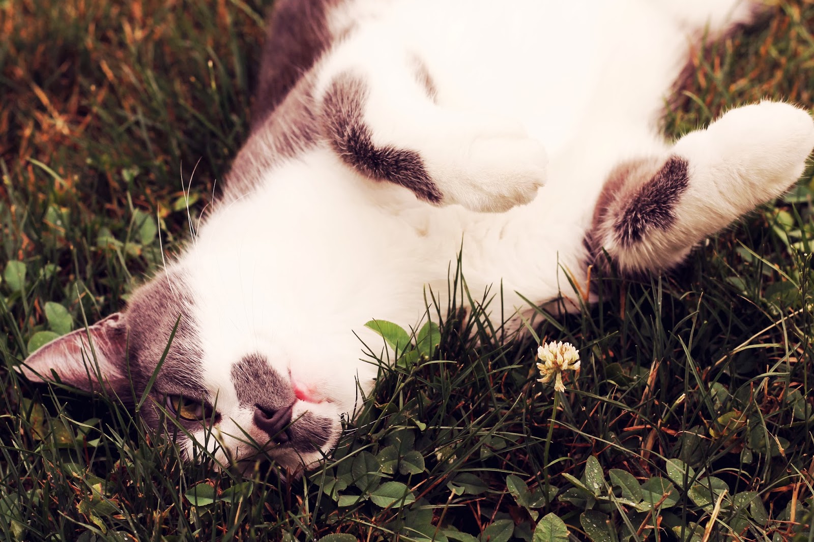 Dork & Doodle: The Cat Crew: Tucker