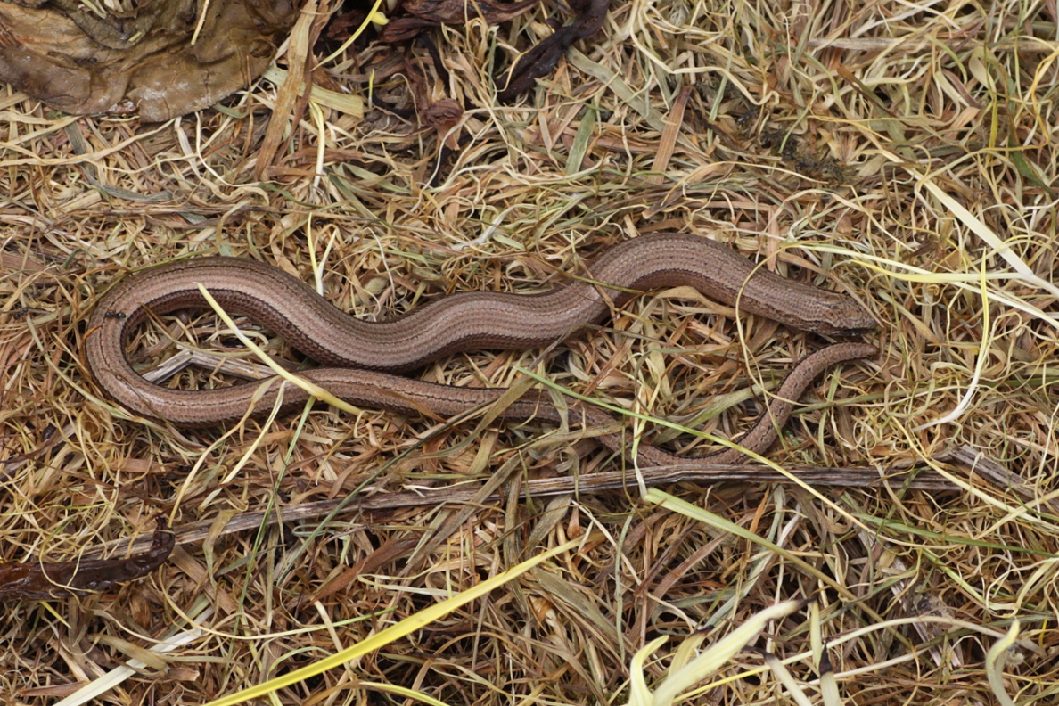 A Little Natural History: Snake in the grass