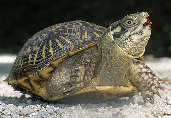 Box Turtle