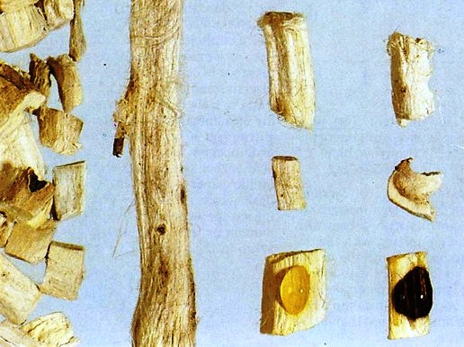 Kruidwis: Heemst en wolfskers