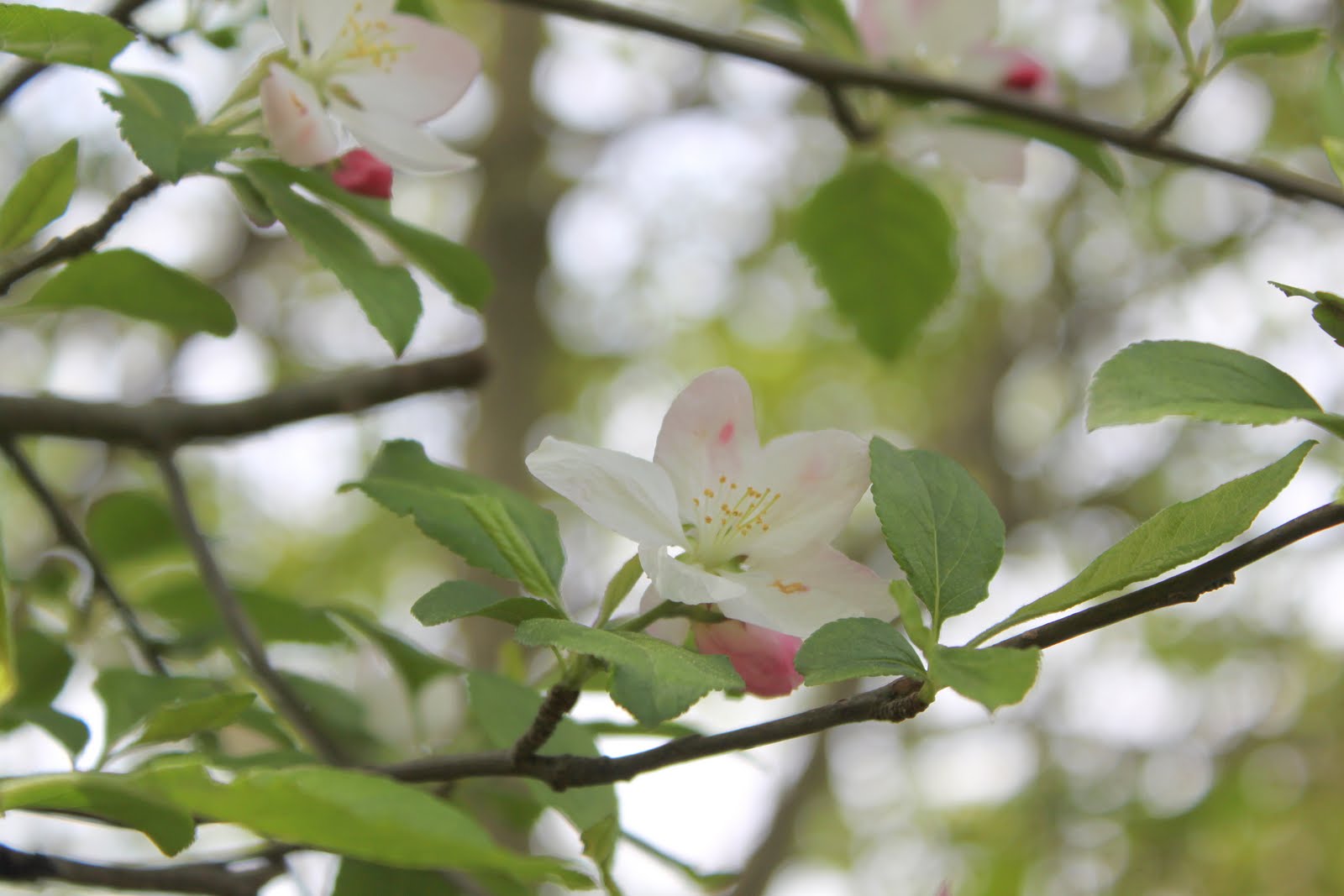 52 FLEA: Apple Blossoms and Rusty Farm Relics