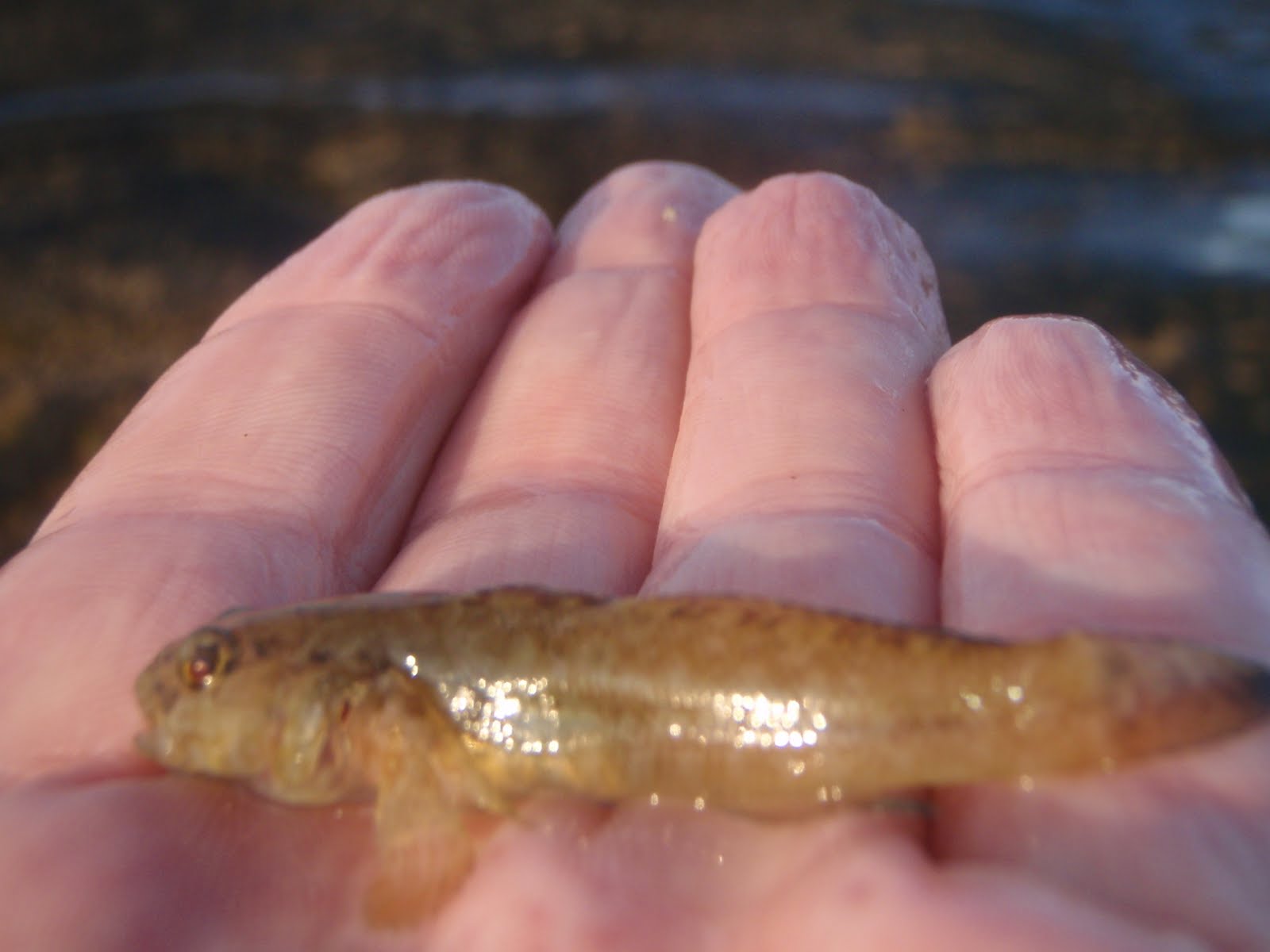 Tide Lines Martin's fishing blog: Rock Goby & Common Goby