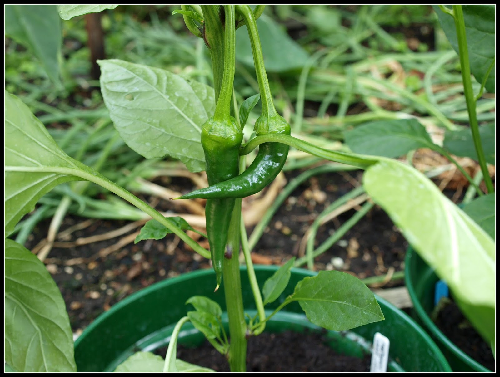 Mark's Veg Plot: Chilli progress