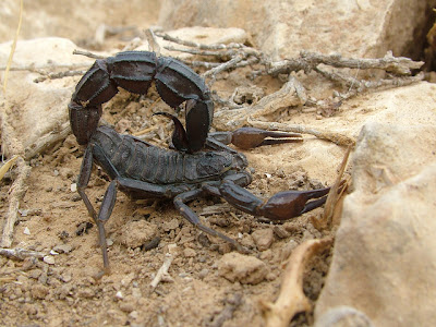 Fat-Tailed Scorpion | Dangerous Facts & Photographs | The Wildlife