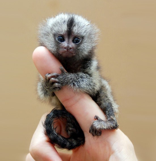 Finger Monkey | New Funny Photos | Funny And Cute Animals