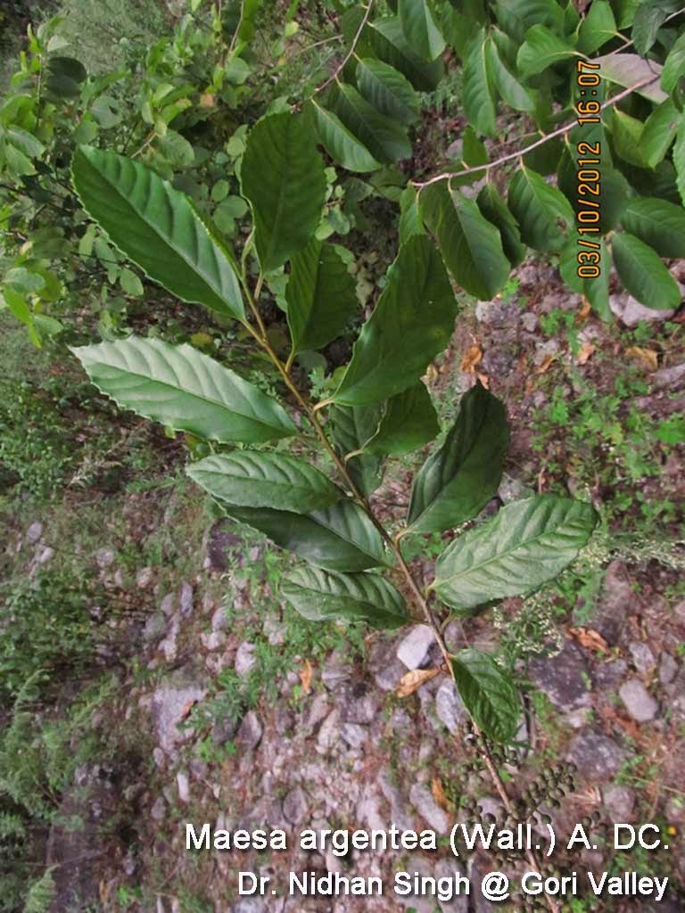 Medicinal Plants: Maesa argentea