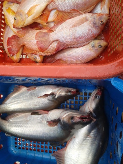 Kelebihan Ikan Talapia - terriploaty