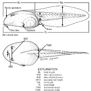 PEREDARAN DARAH TERBUKA PADA (KECEBONG)