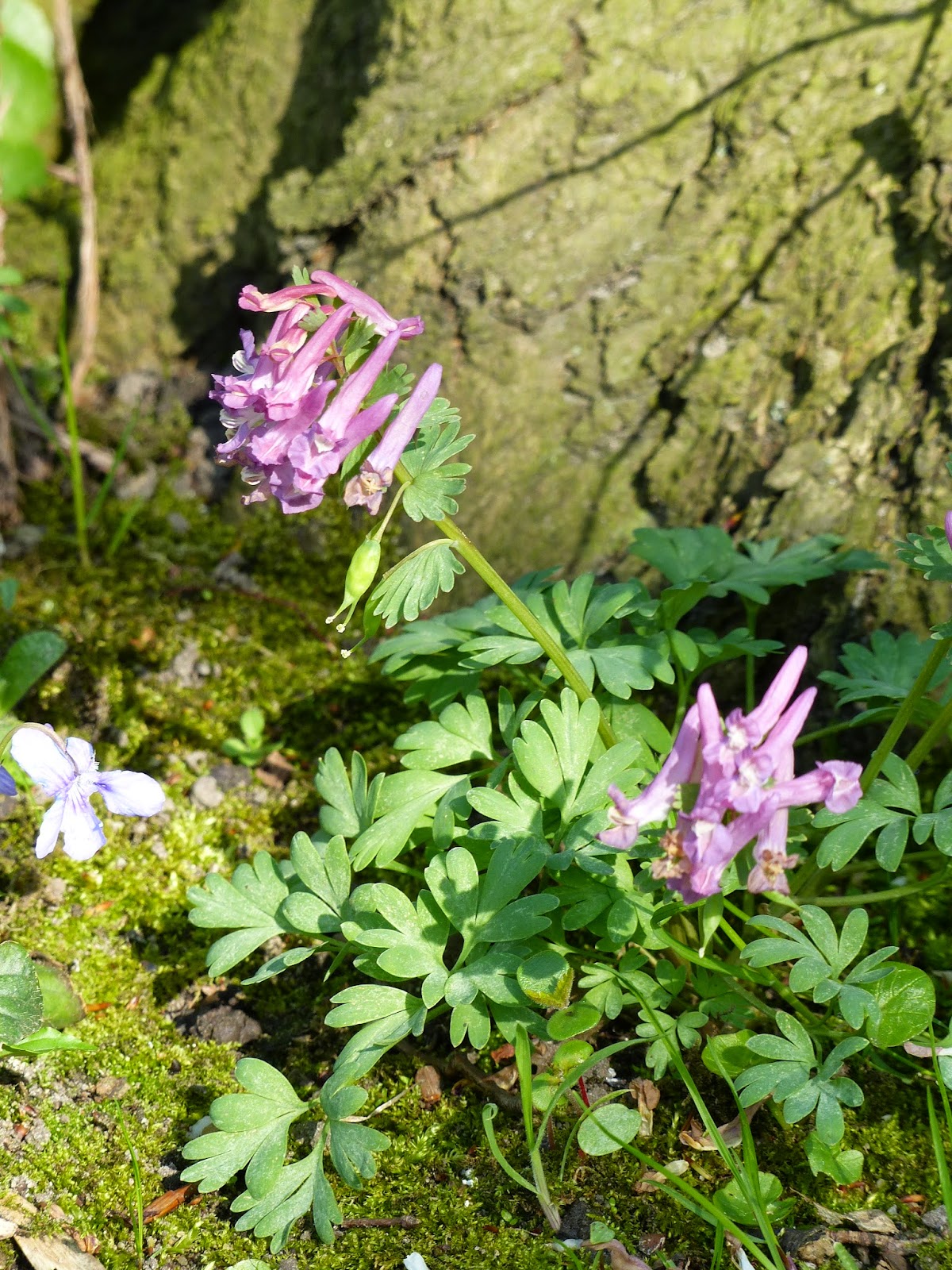 Corydalis solida | Wild flowers of Europe by Anita Beijer