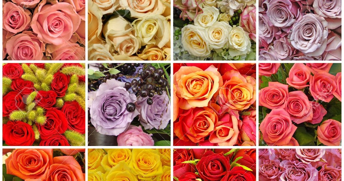 A Dozen Interesting Facts about Roses | Search