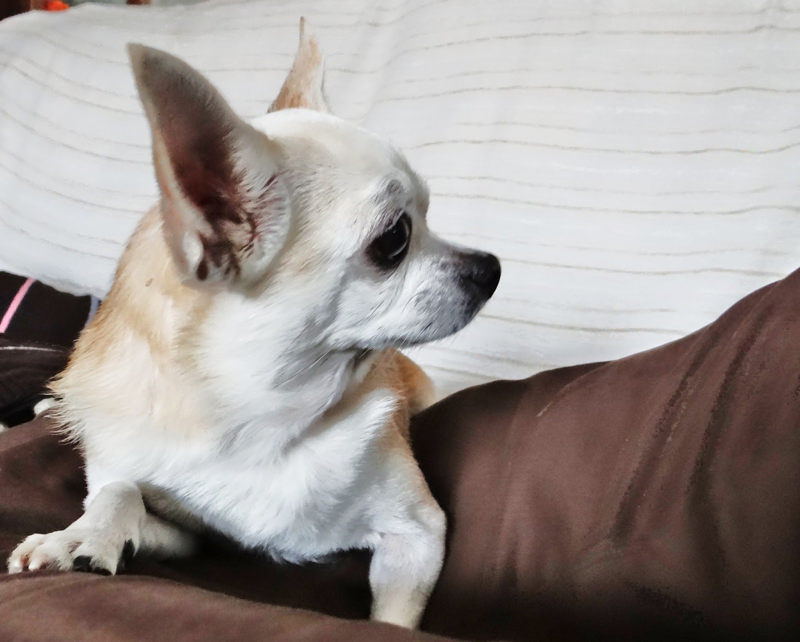 María de la O: Los perros más guapos del mundo