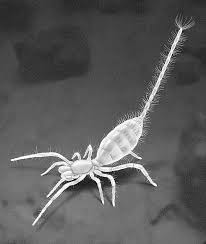 Clase Arachnida: Orden Palpigradi