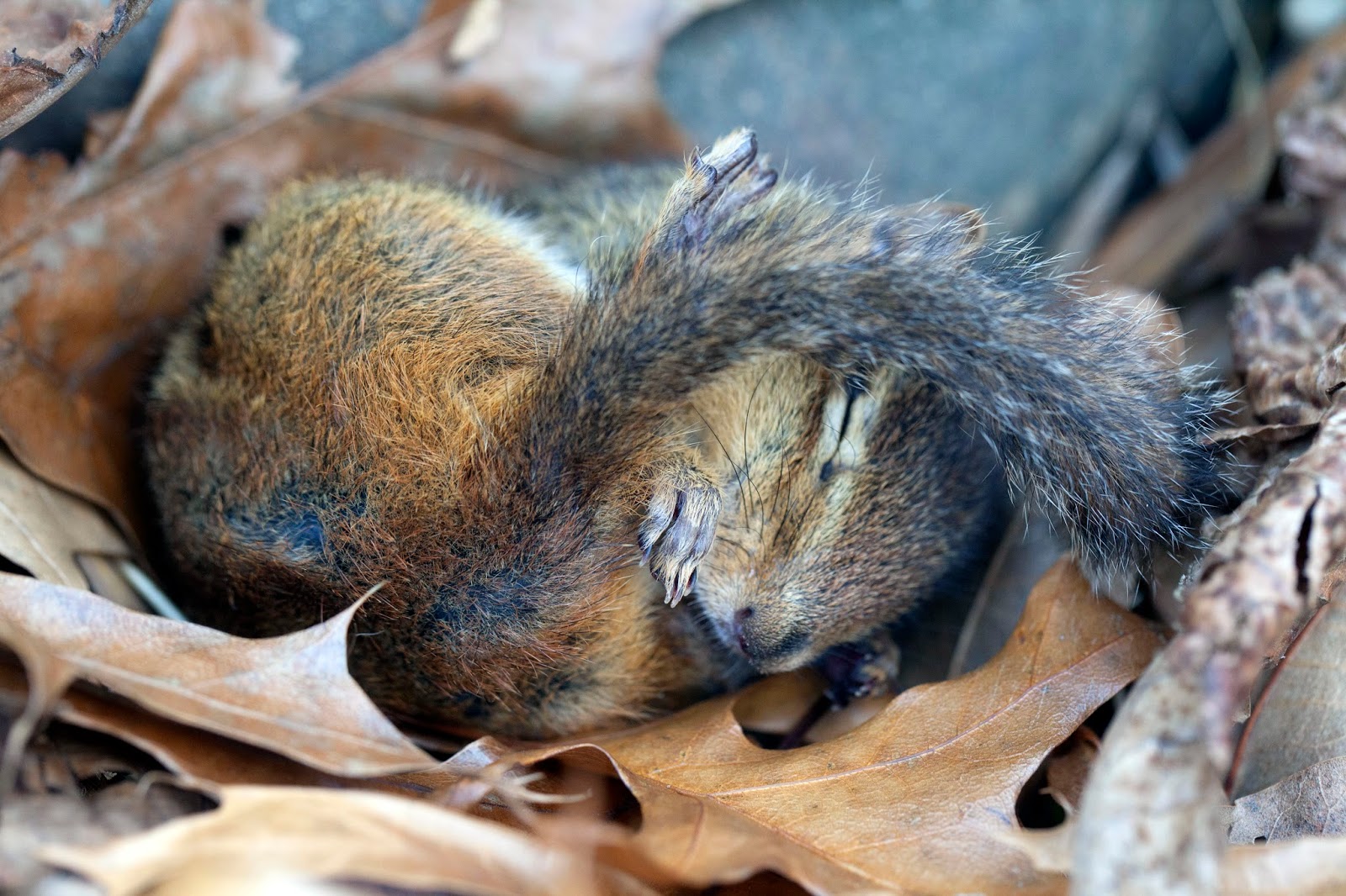 curving back: curled in a tight ball