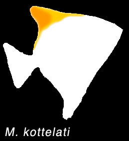 Brackish FAQ: Monos, family Monodactylidae