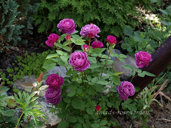 RÓŻANY OGRÓD : 'Old Port'